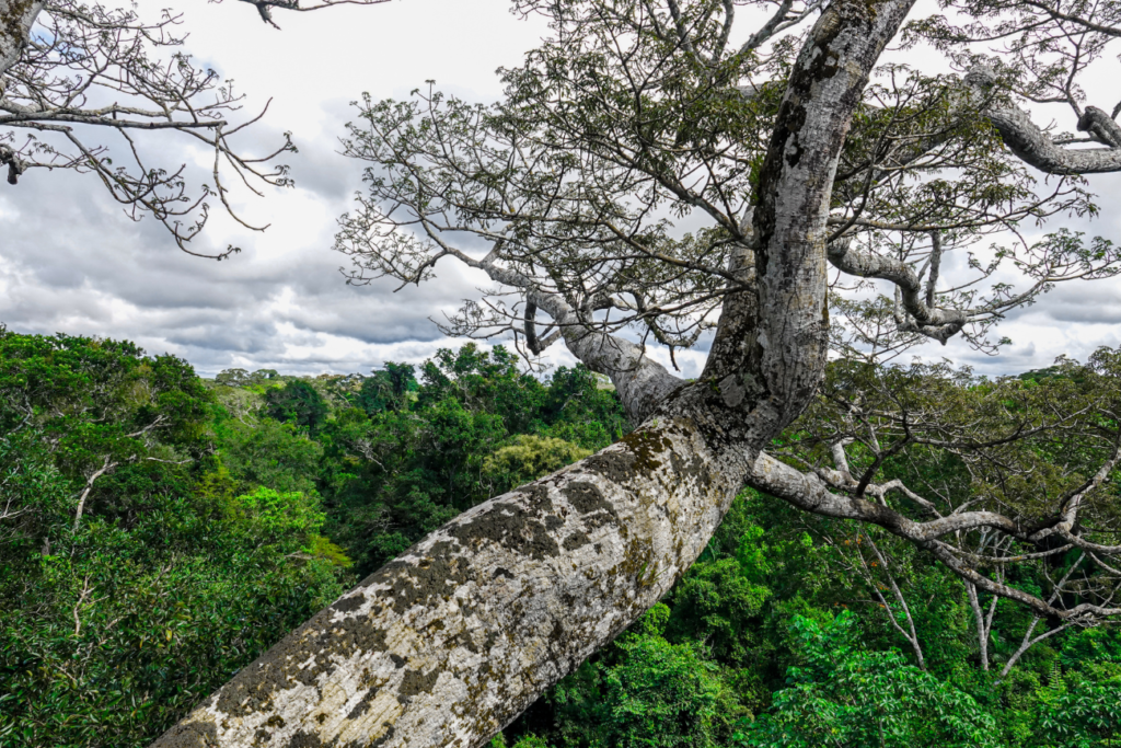 Jungla Amazon | Sfaturi pentru planificarea unei calatorii in padurea ...
