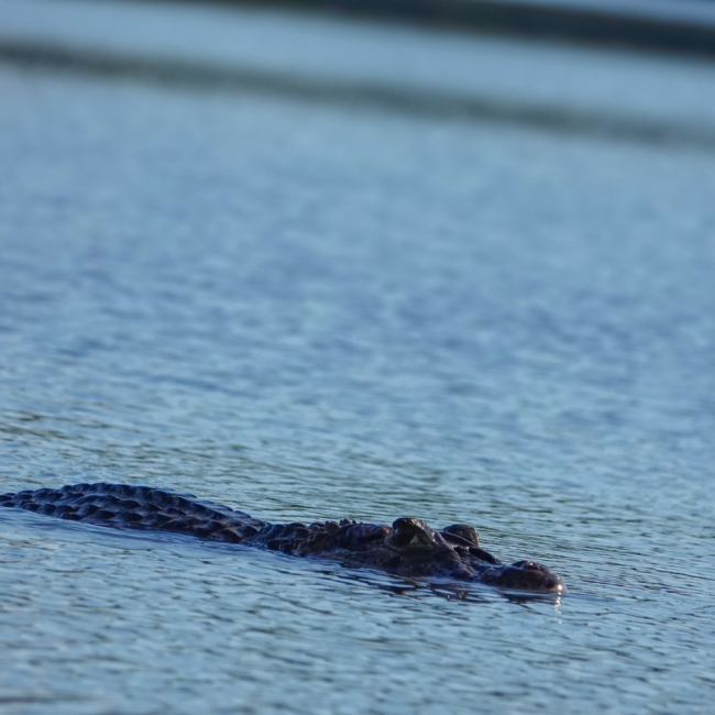 Caiman spotting at night in the Amazonian Rainforest | I Was There